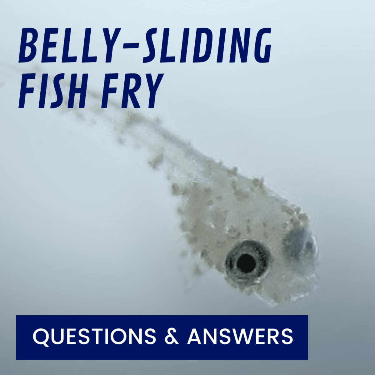 Can you overfeed fry?