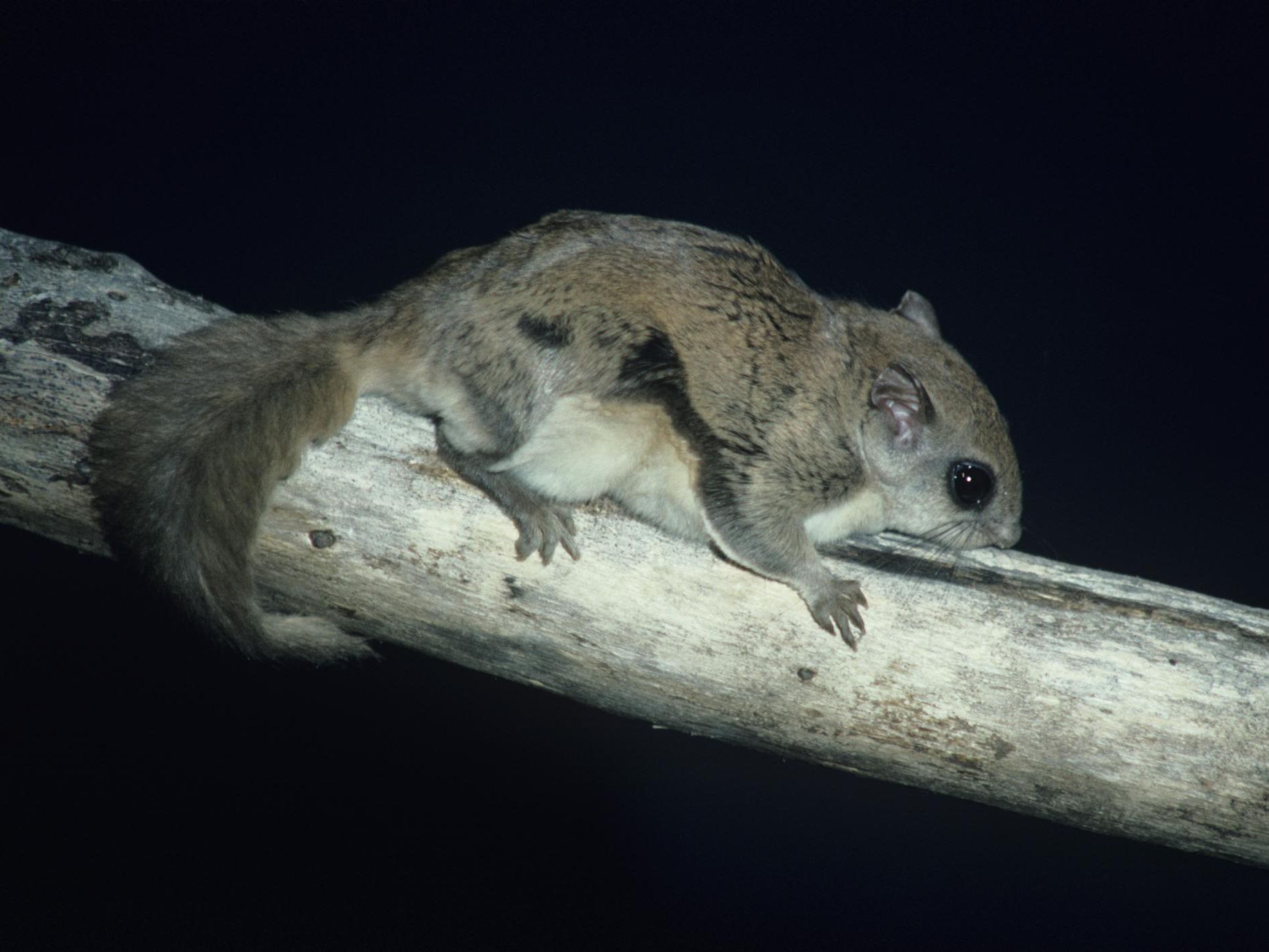 Can you own a flying squirrel as a pet in Michigan?