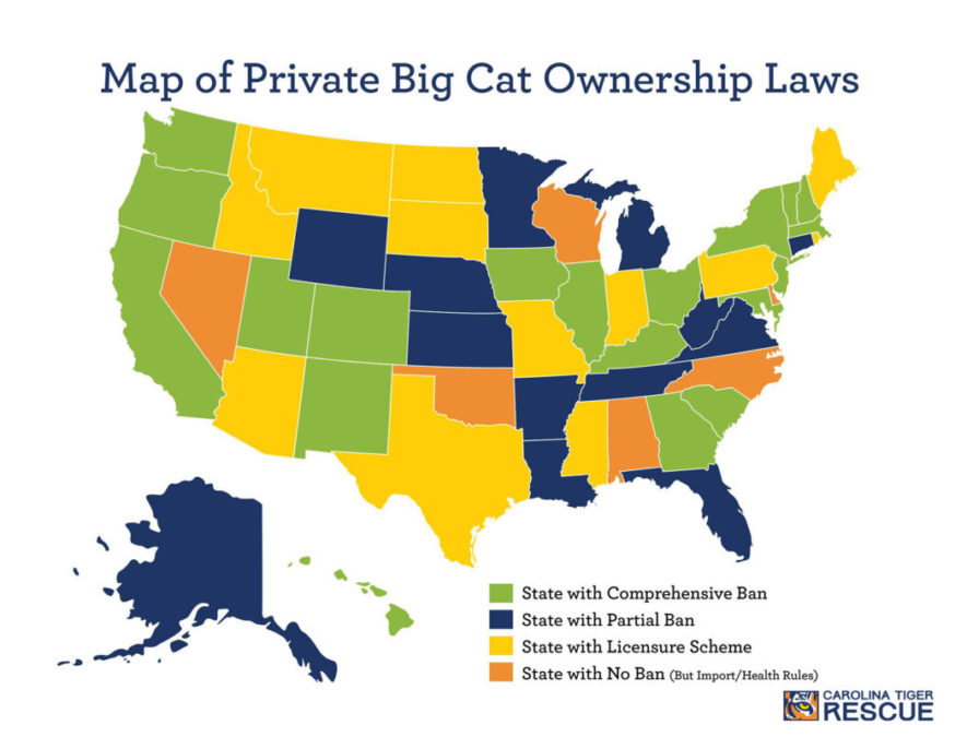 Can You Own A Leopard In The US 2022 QAQooking Wiki   Can You Own A Leopard In The Us 