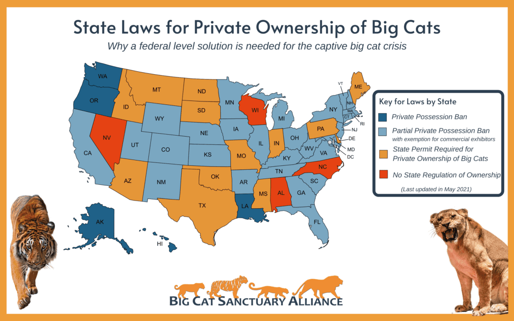 Can you own a panther in Washington state?