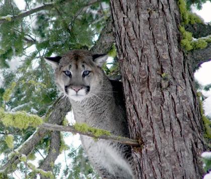 Can you own a puma in Washington State?