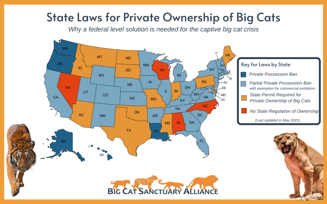 Can you own big cats in Washington state?