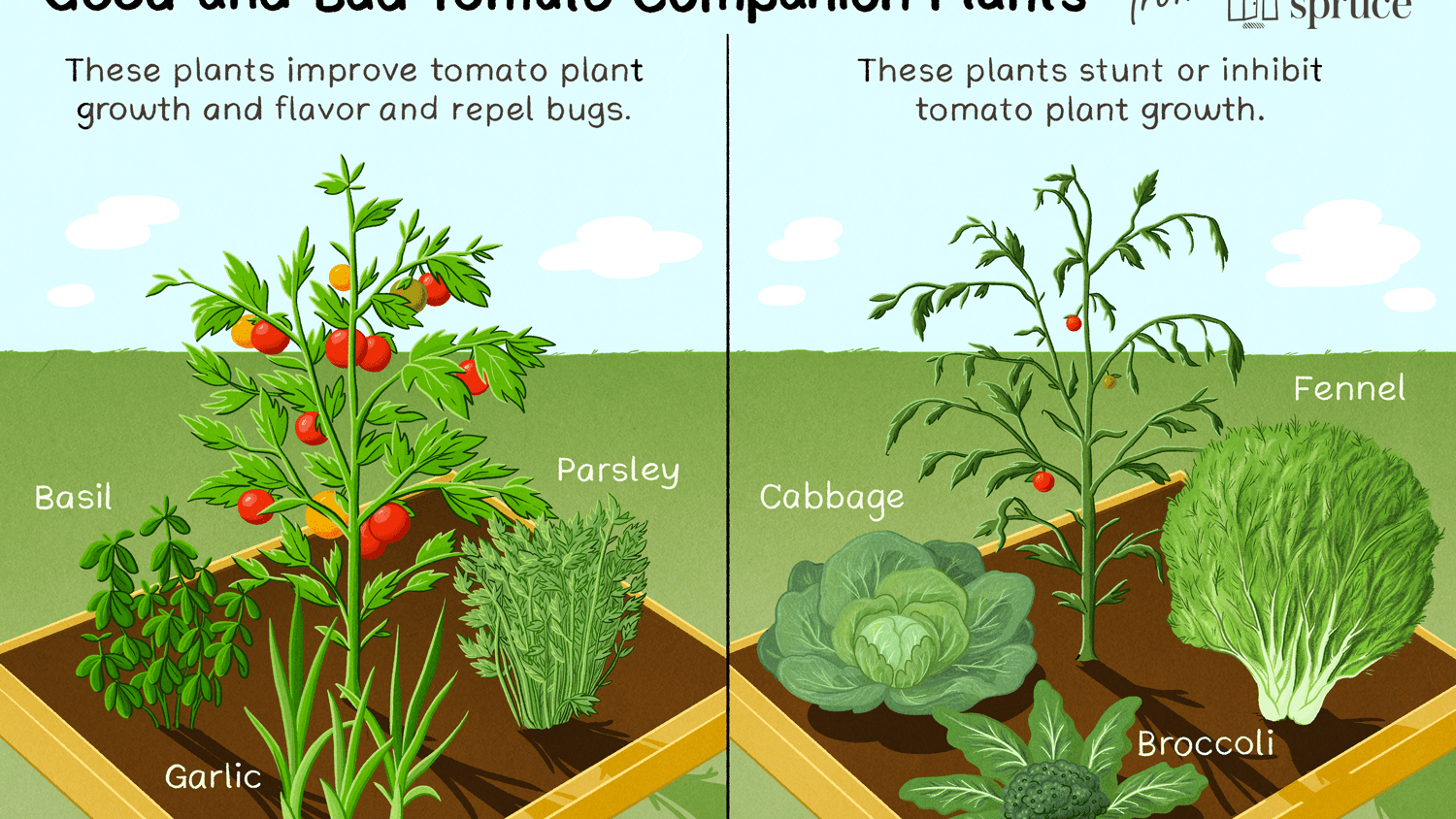 Can you plant tomatoes and zucchini together?