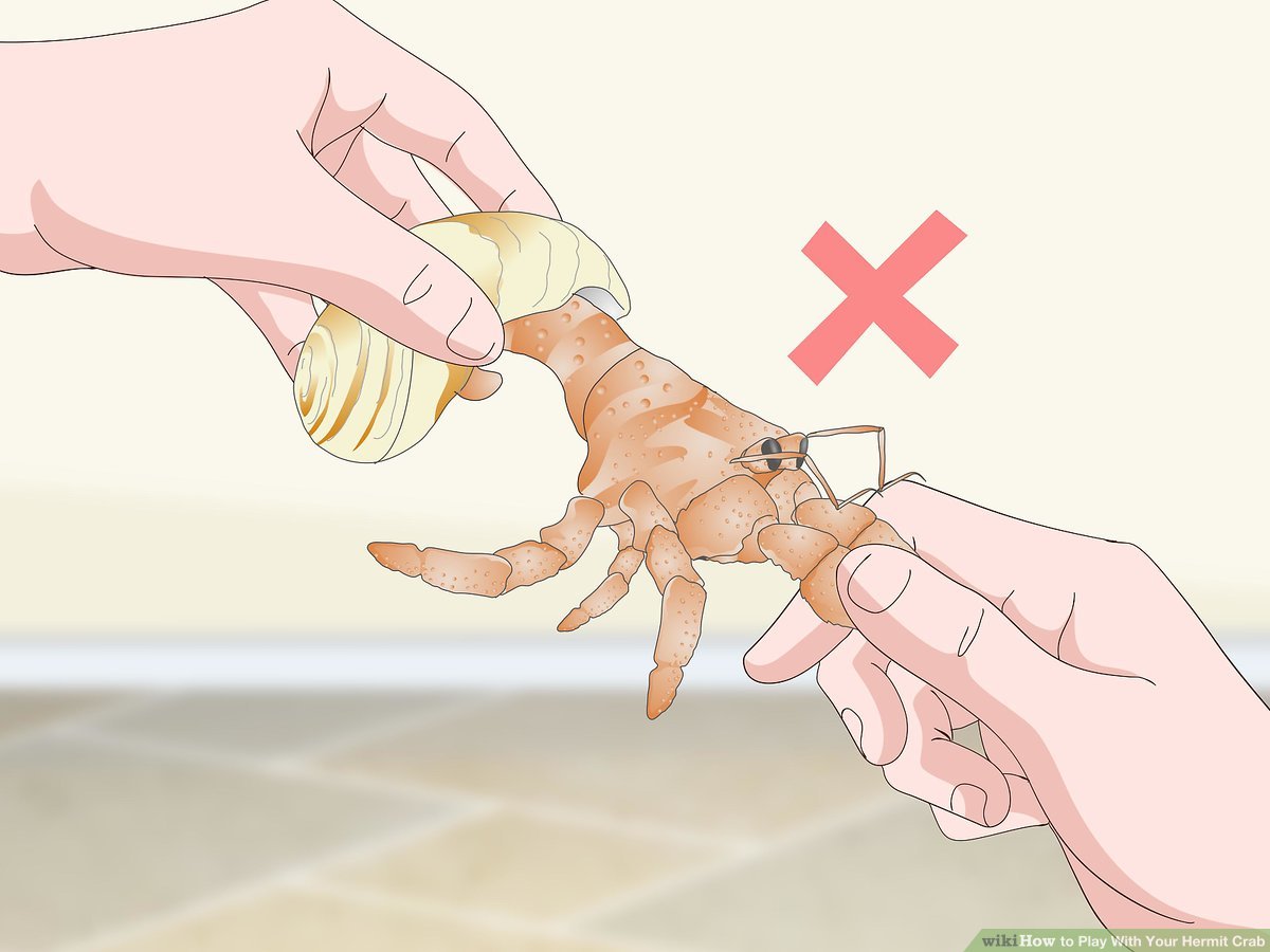Can you play with a pet crab?