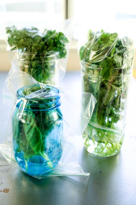 Can you preserve herbs in water?