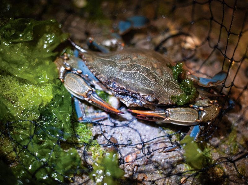 Can you pull crab traps at night?