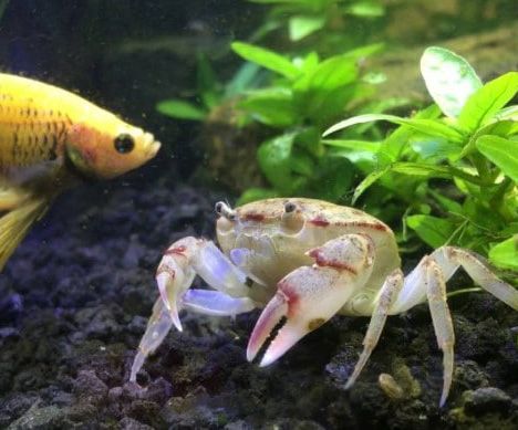 Can you put a crab in a fish tank?