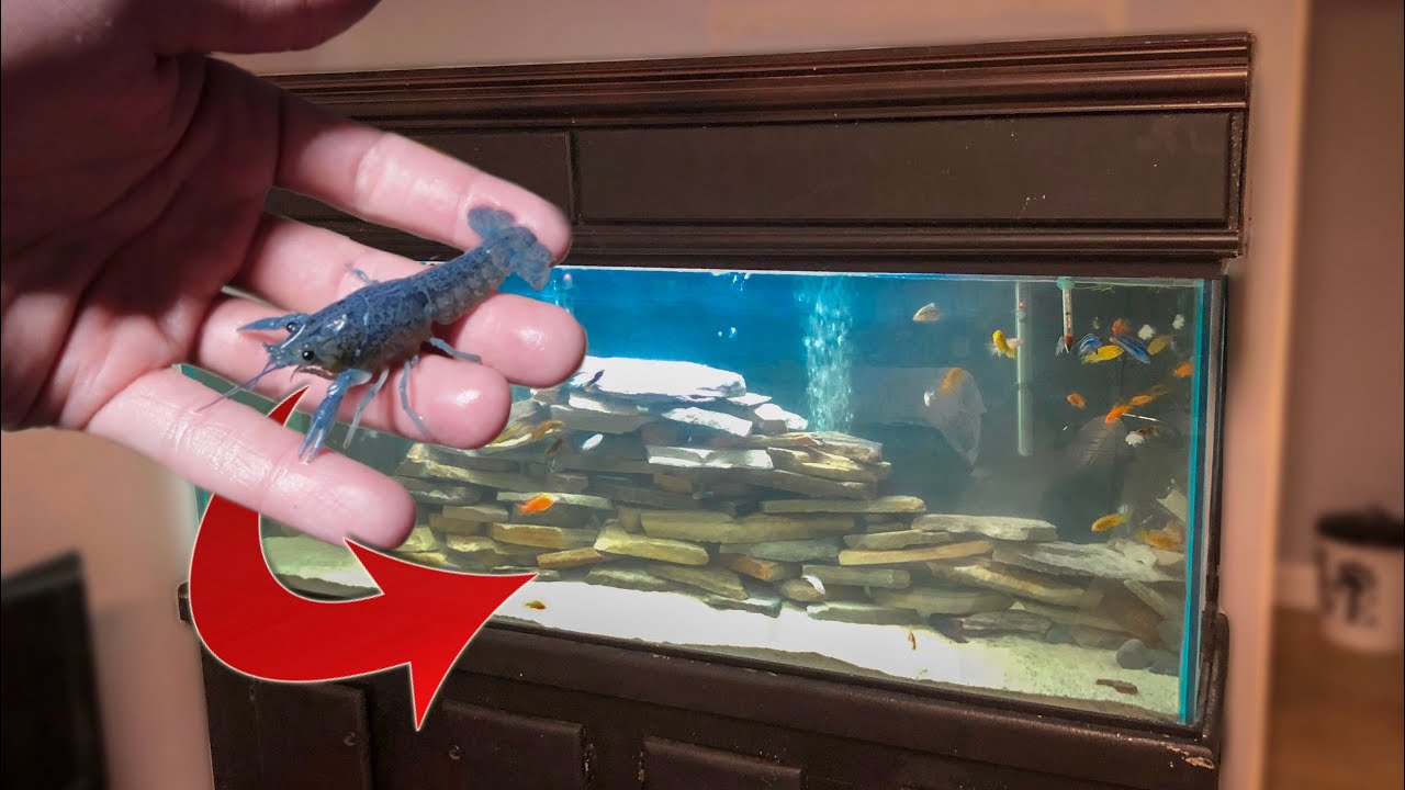 Can you put a lobster in a fish tank?