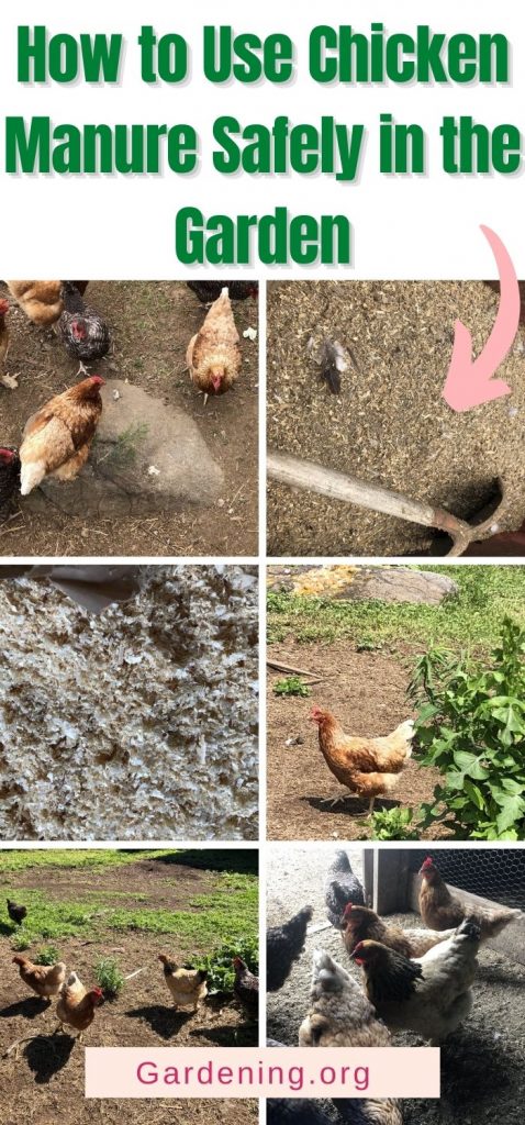 Can you put chicken poop in your garden?