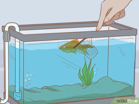 Can you put fish in a tank immediately?