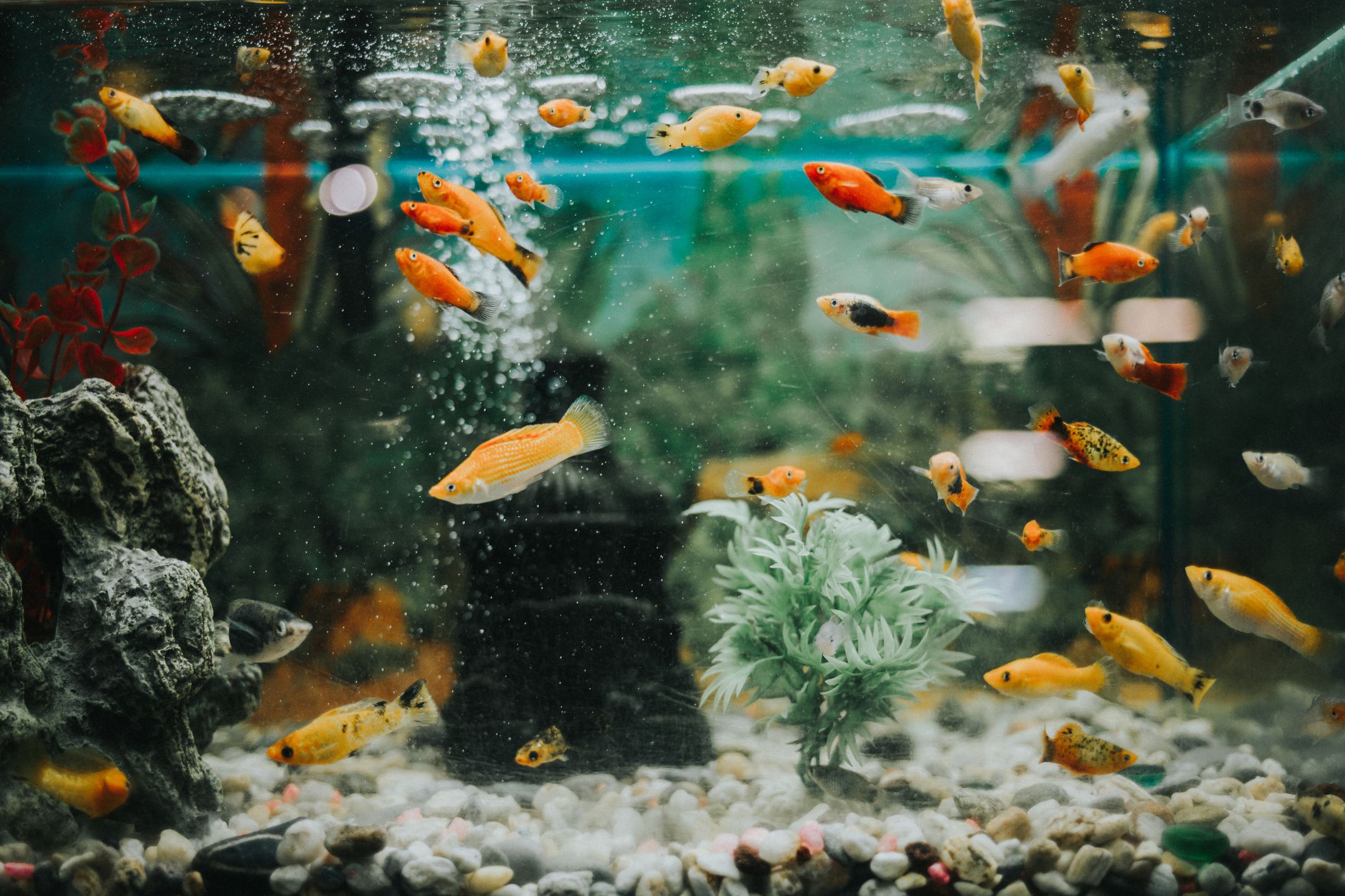 Can you put fish in freshwater fish tank?