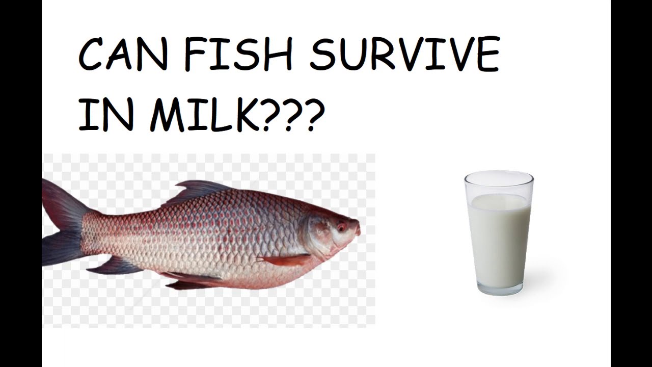 Can you put fish in milk?