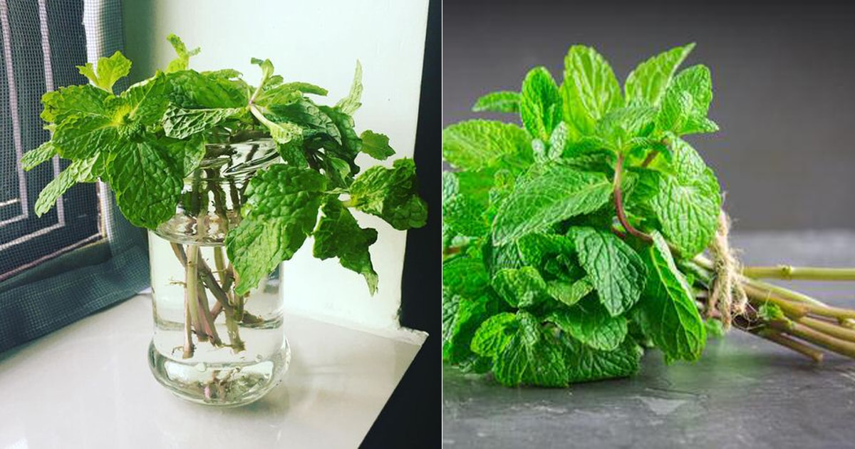 Can you put mint in a vase?