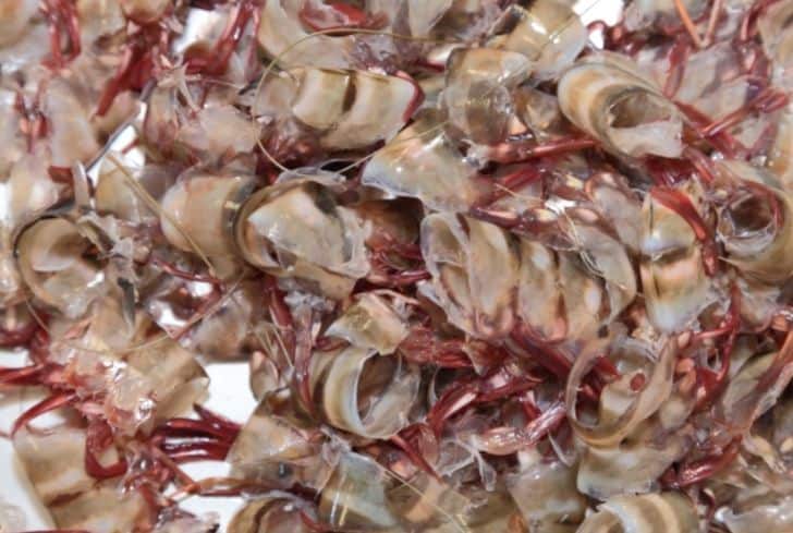 Can you put shrimp shells in the garbage disposal?