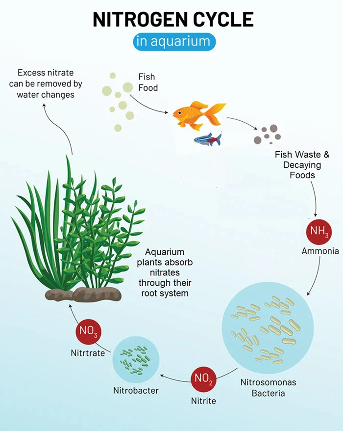 Can you put too much bacteria in fish tank?