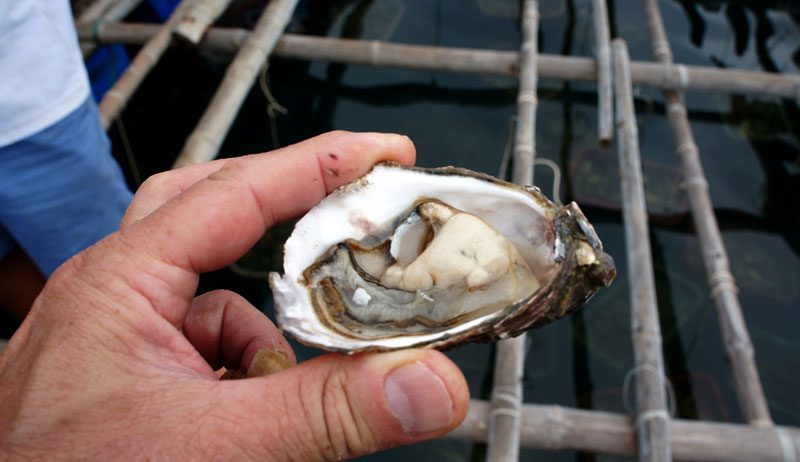 Can you raise oysters in freshwater?