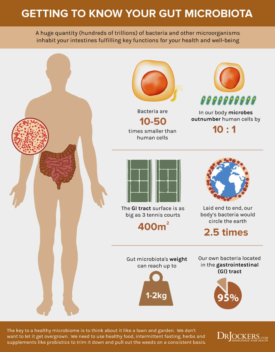 Can you rebuild your gut microbiome?