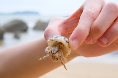 Can you release hermit crabs into the wild?