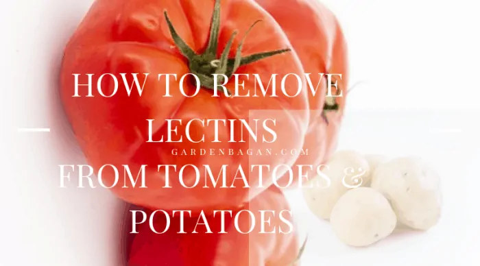 Can you remove lectins from potatoes?