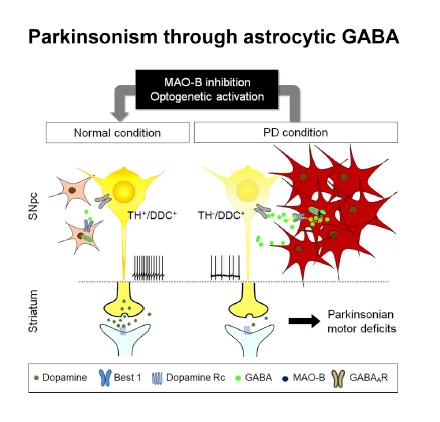 Can you reverse early Parkinson's?