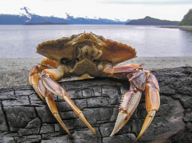 Can you ship live Dungeness crab?