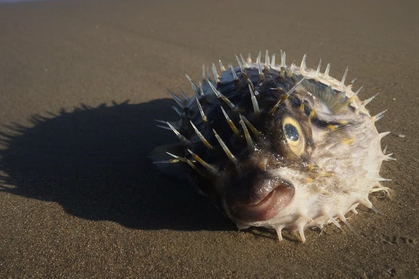 Can you survive puffer fish poison?