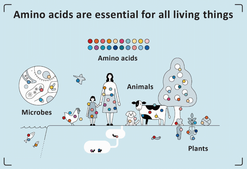 Can you survive without essential amino acids?