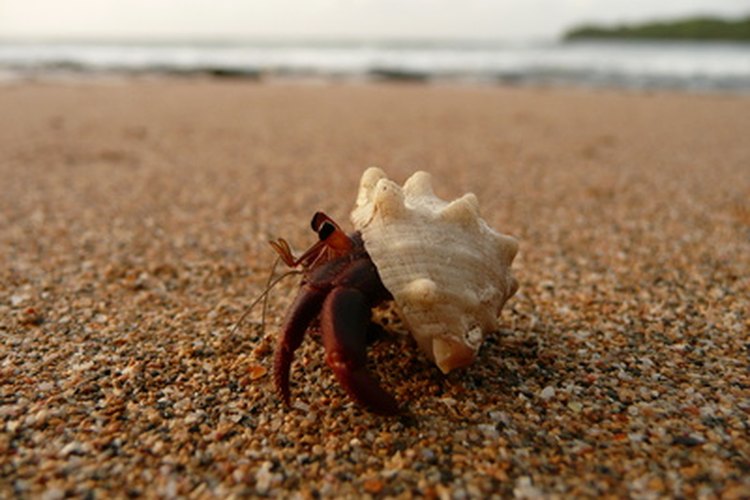 Can you take hermit crabs home from the beach?