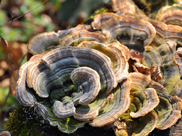 Can you take too much turkey tail mushroom?