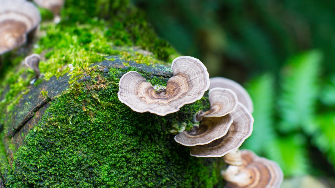 Can you take turkey tail with chemo?