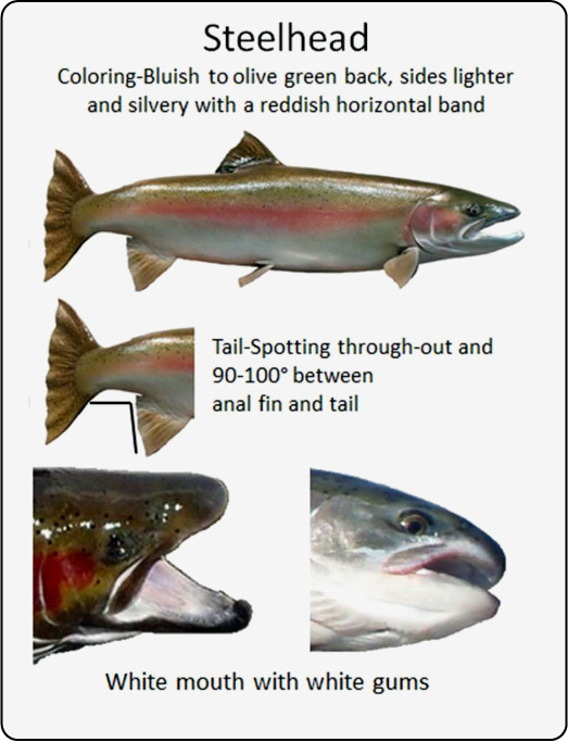 Can you tell the difference between steelhead and salmon?