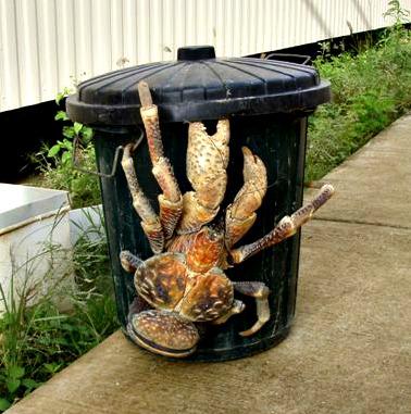 Can you touch a coconut crab?