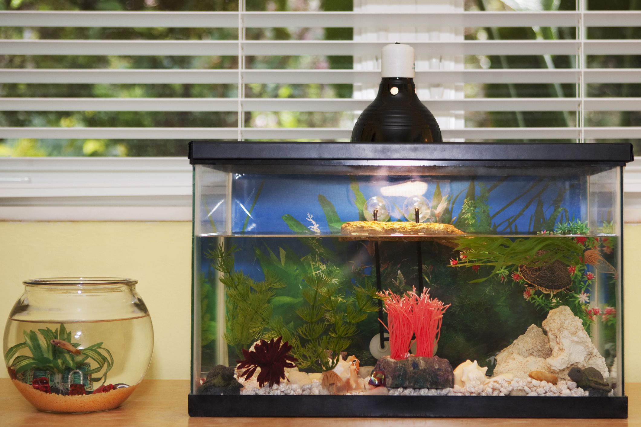 Can you turn a freshwater tank into a saltwater tank?