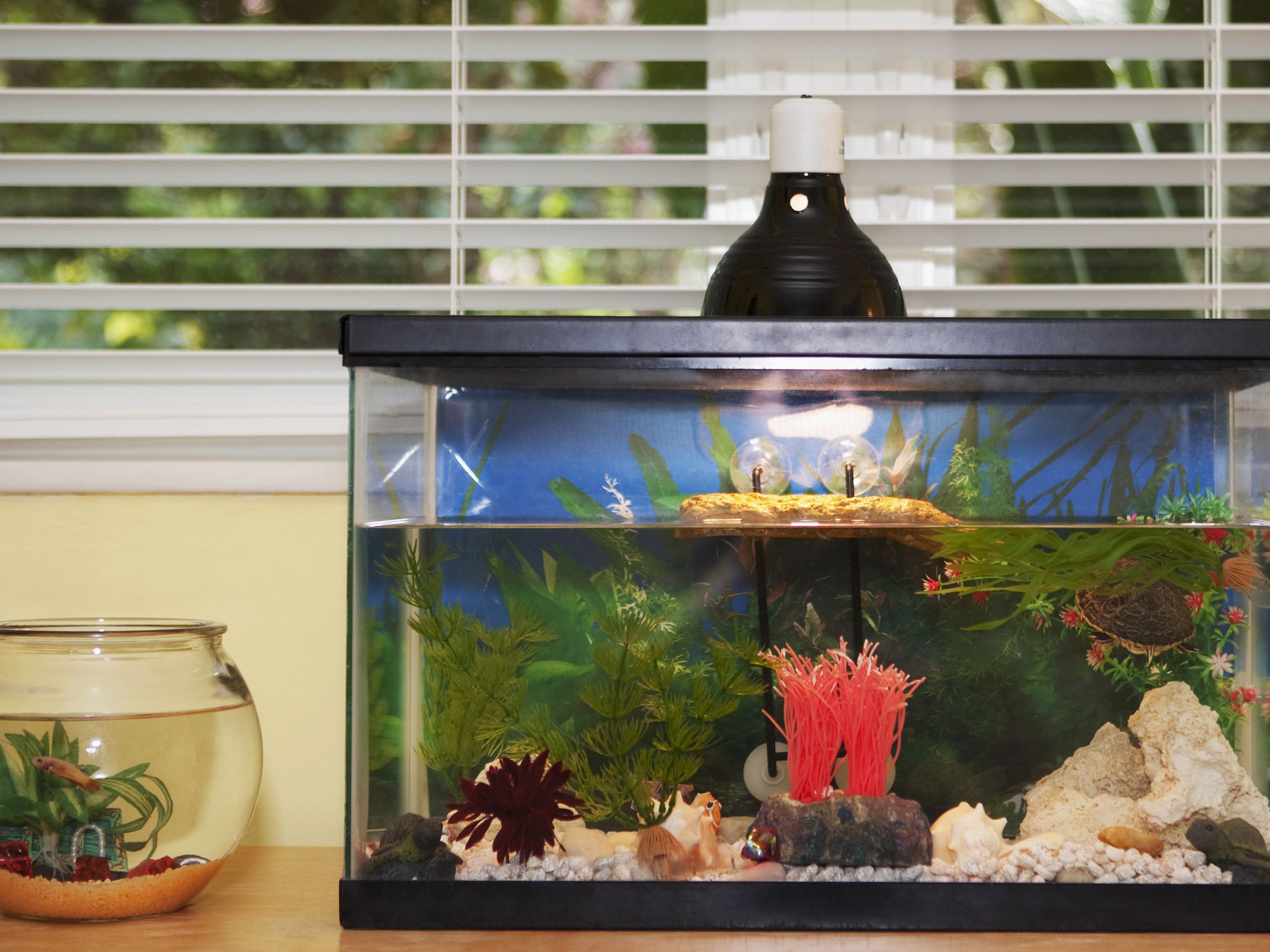Can you turn a regular fish tank into a saltwater tank?