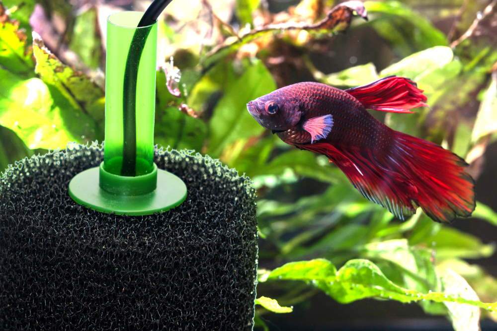 Can you use a sponge as a fish tank filter?