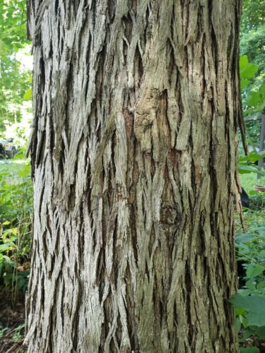 Can you use hickory bark for smoking?