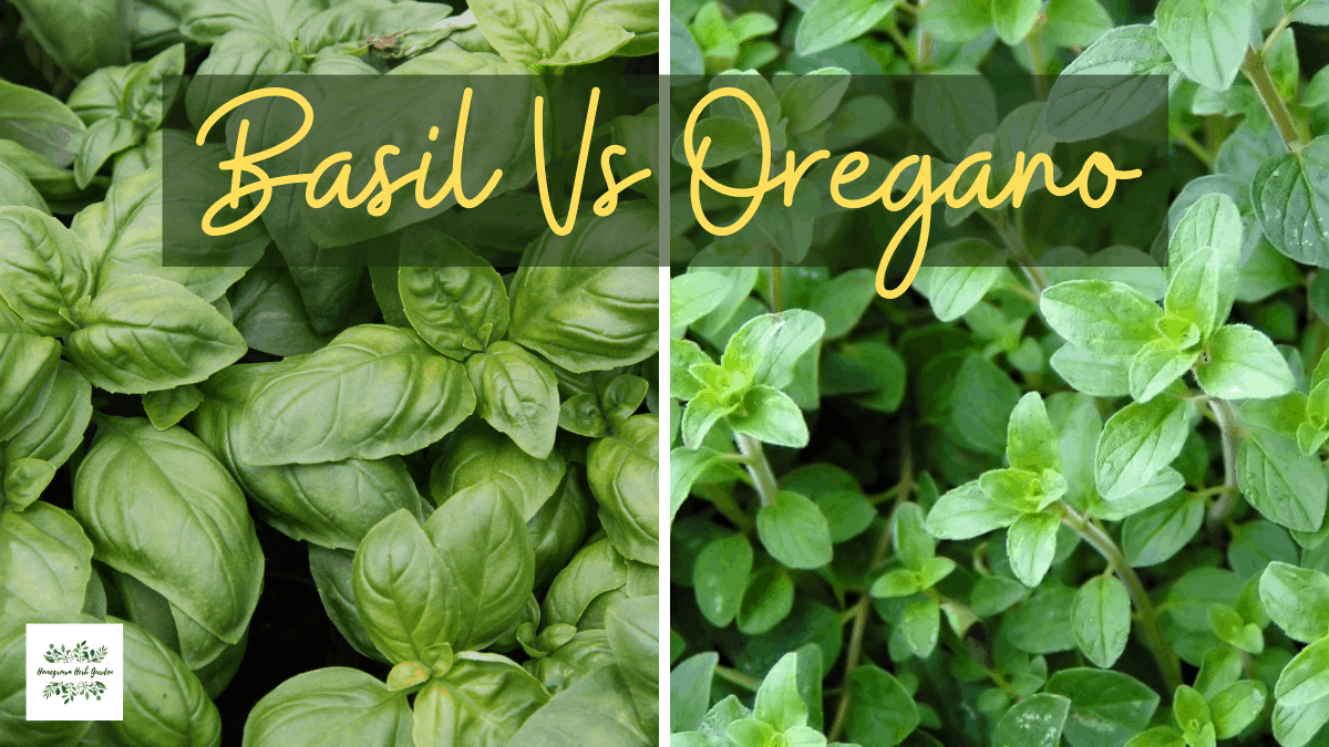 Can you use oregano and basil together?