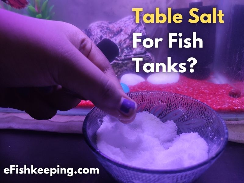 Can you use table salt for fish?