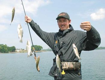 Can you use white perch for bait in South Carolina?