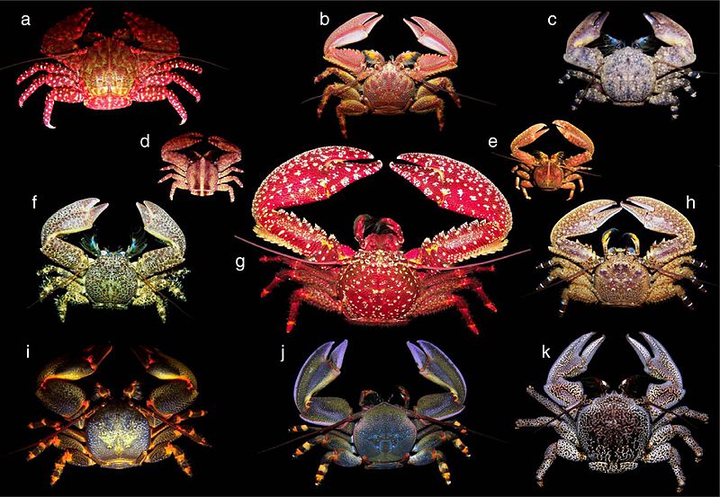 Did crabs evolve from lobsters?