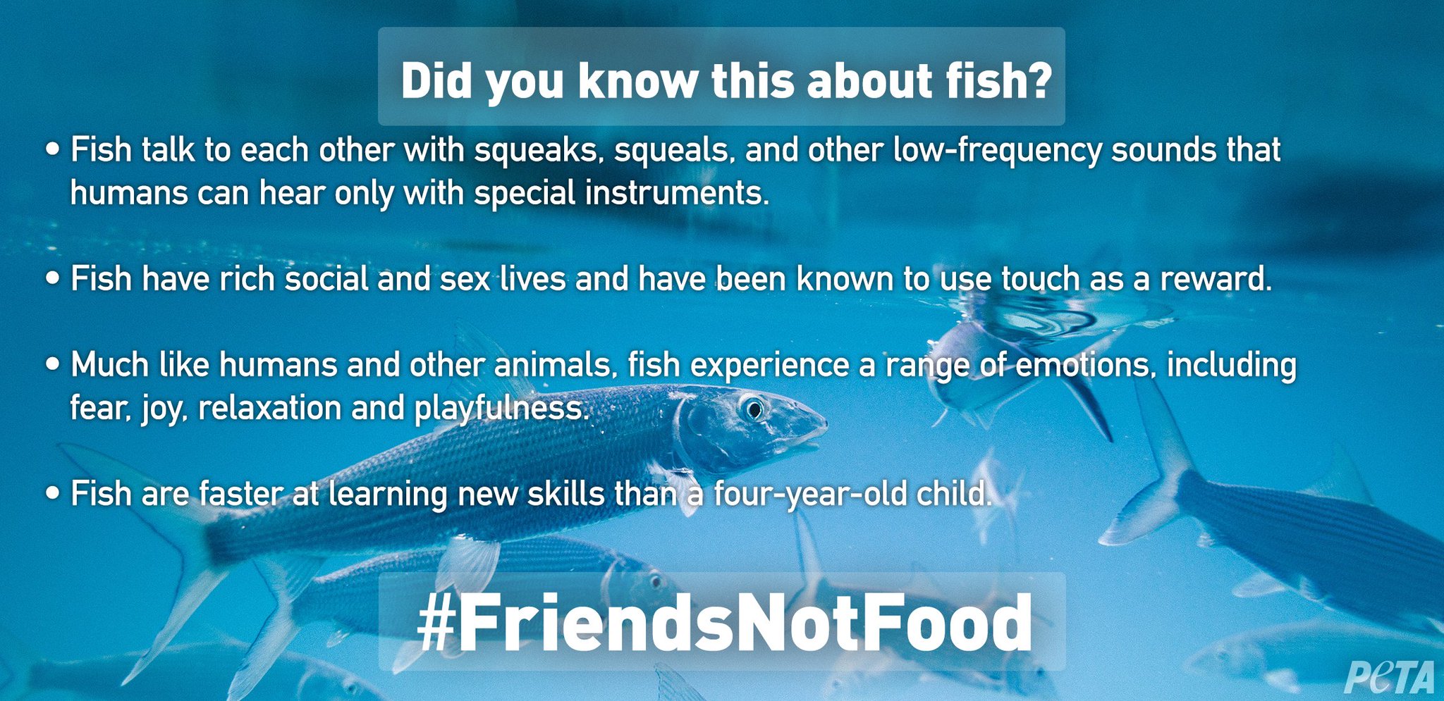 Did you know facts for fish?