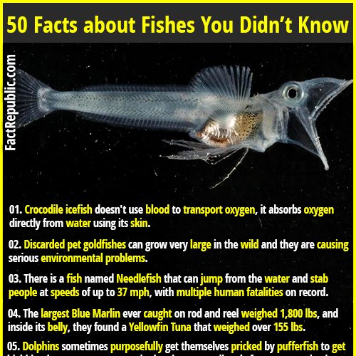 Did you know interesting facts about fish?