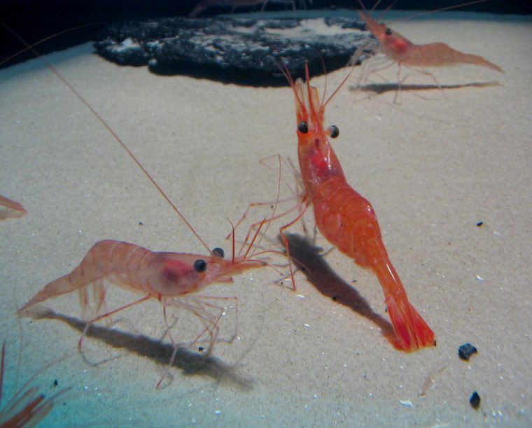 Do Alaskan pink shrimp live in cold water?