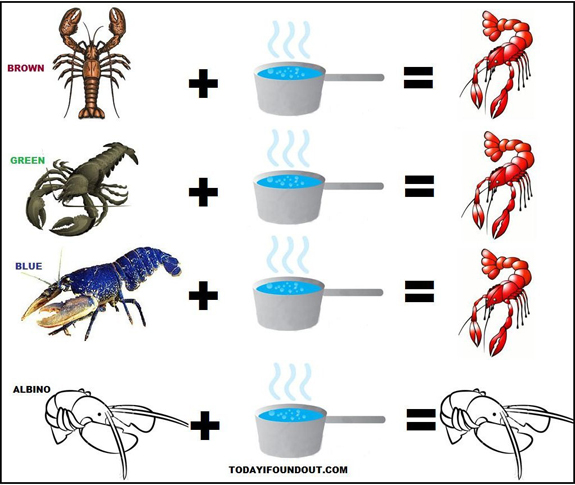 Do albino lobsters turn red when cooked?