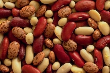 Do all beans contain estrogen?
