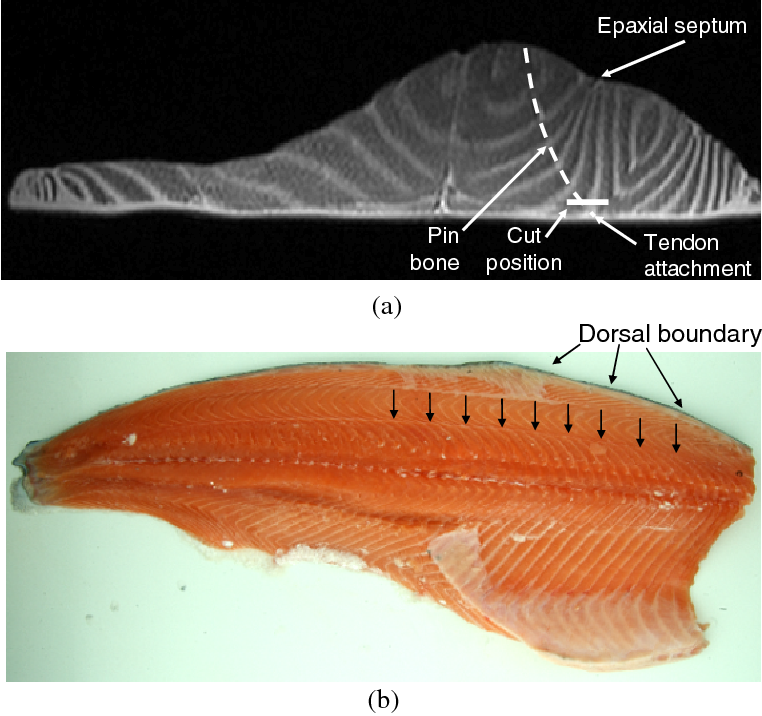 Do all fish fillets have pin bones?