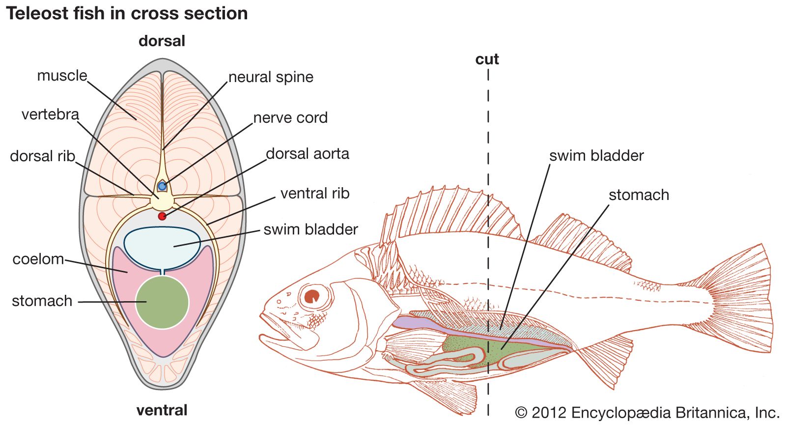 Do all fish have a swim bladder?