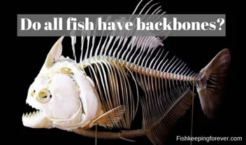 Do all fish have back bones?