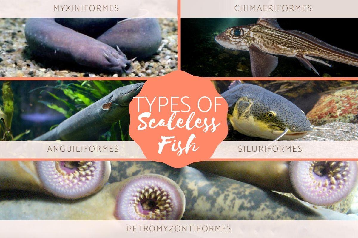 Do all fish have scales?