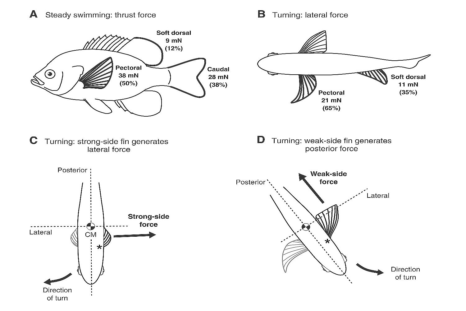 Do all fish have to keep moving?